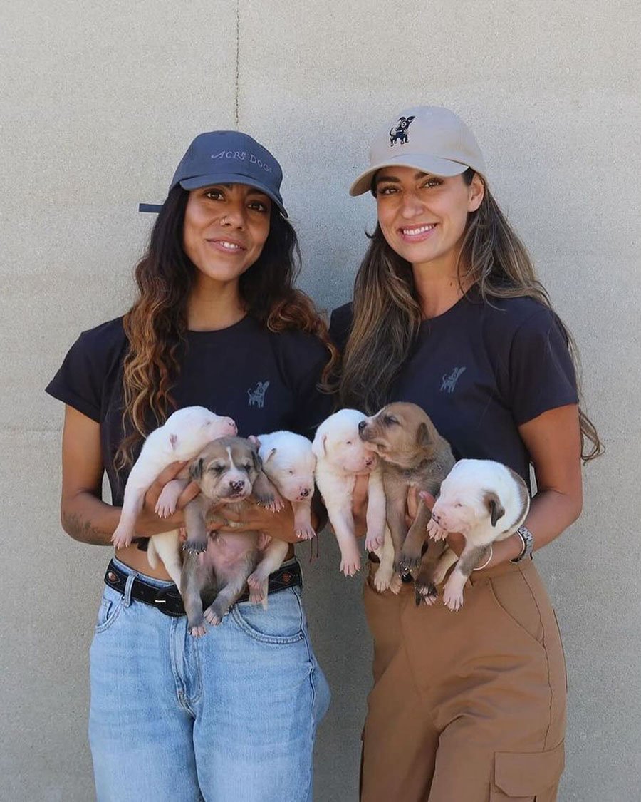 Animals — Acre Resort, Los Cabos